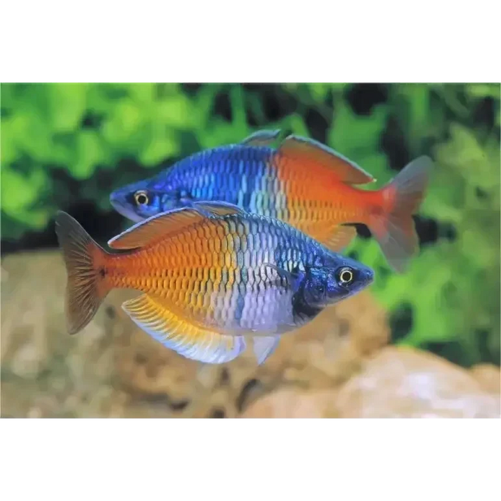 Boesemani Rainbow Fish Boeschemani Rainbow (Melanotaenia Boesemani)